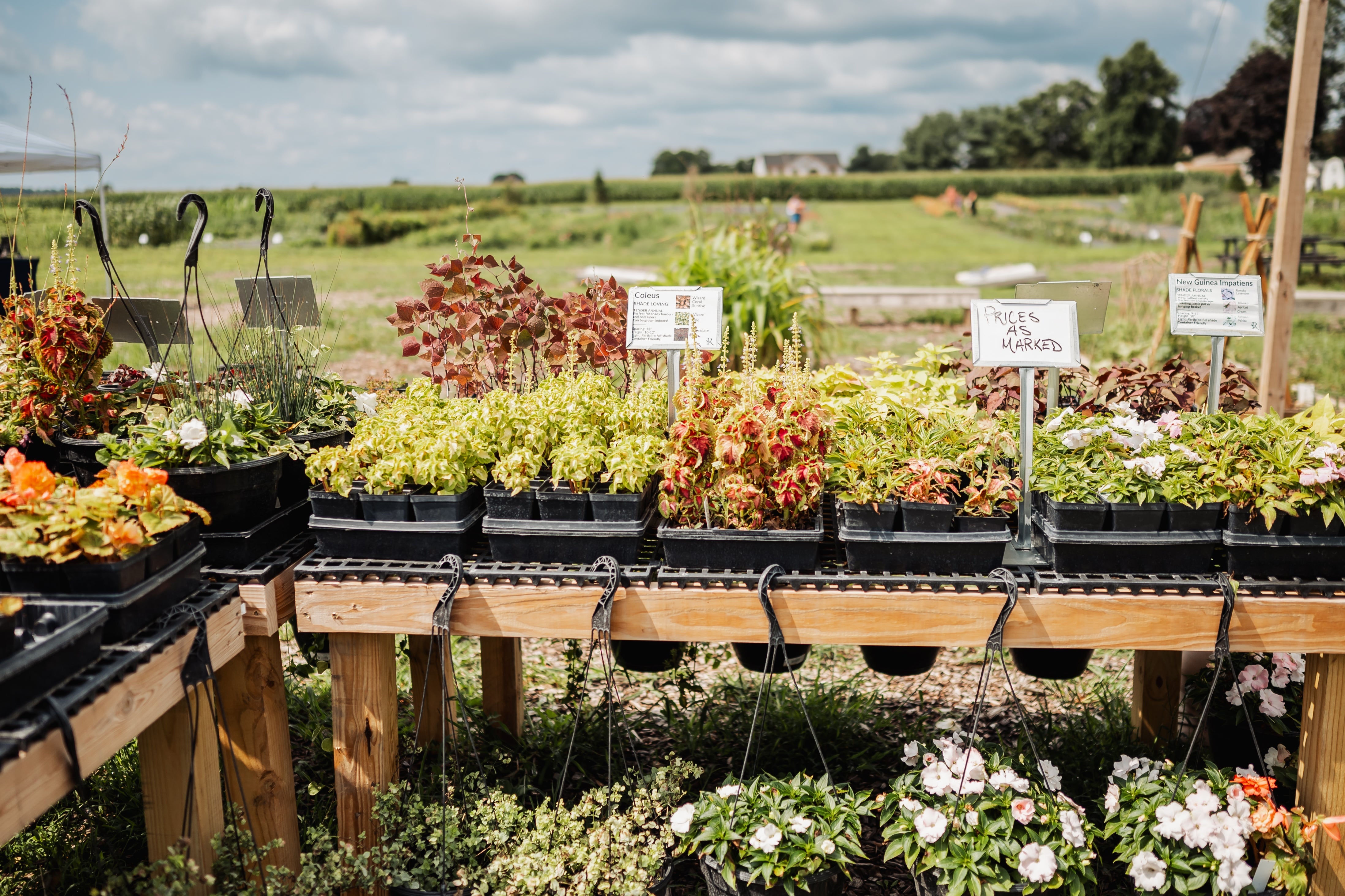 Locally Grown Plants for Sale | Pre-Order Now at Rooted Farmstead